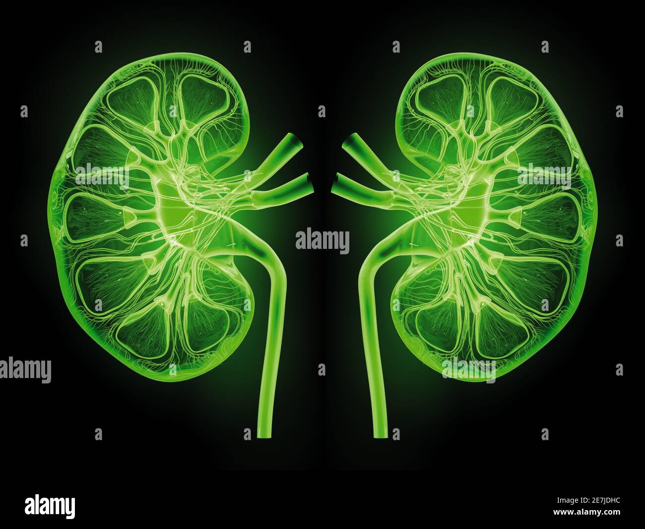 Medically 3D illustration showing kidney, x-ray style, cross section ...