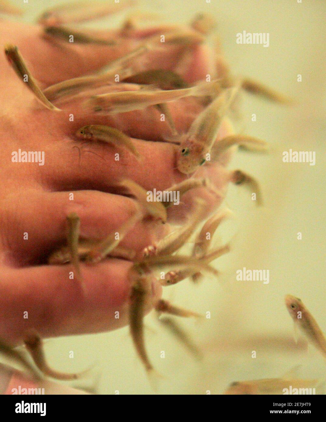 Garra 1 hi-res stock photography and images - Alamy