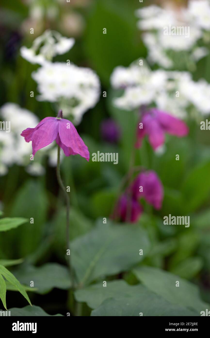 Meconopsis cookei old rose hi-res stock photography and images - Alamy