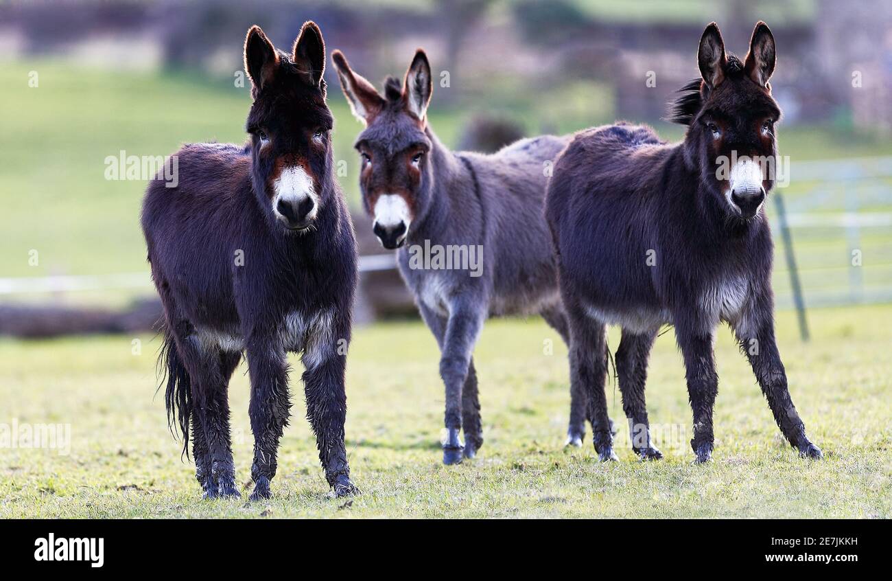 Three Donkey's (Equus asinus) in a field enjoying a break from the bad ...