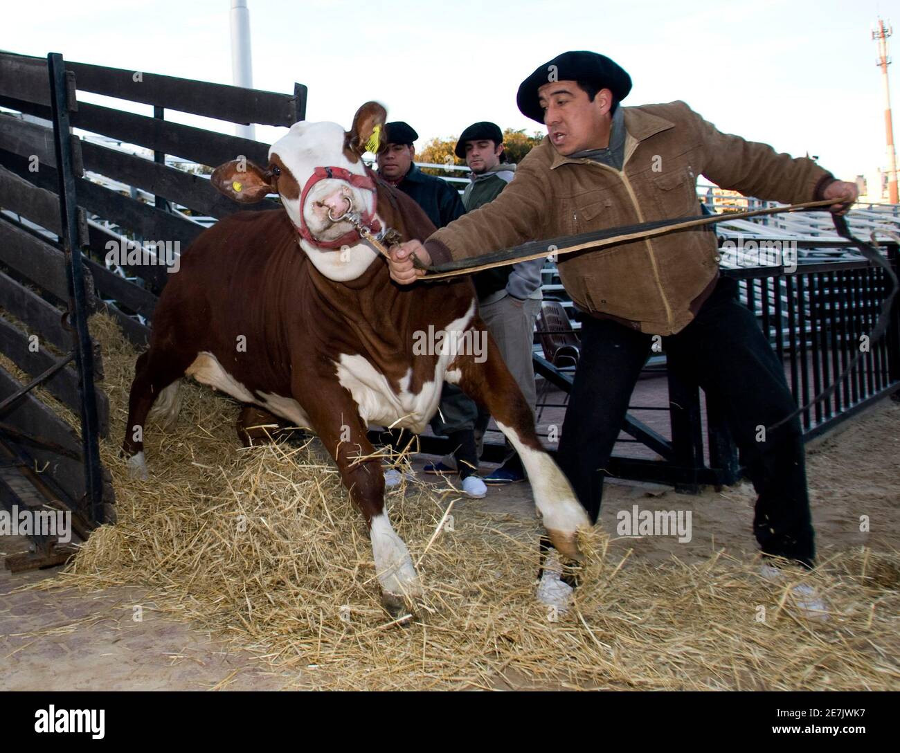 Cattle In A Stockyard High Resolution Stock Photography and Images - Alamy