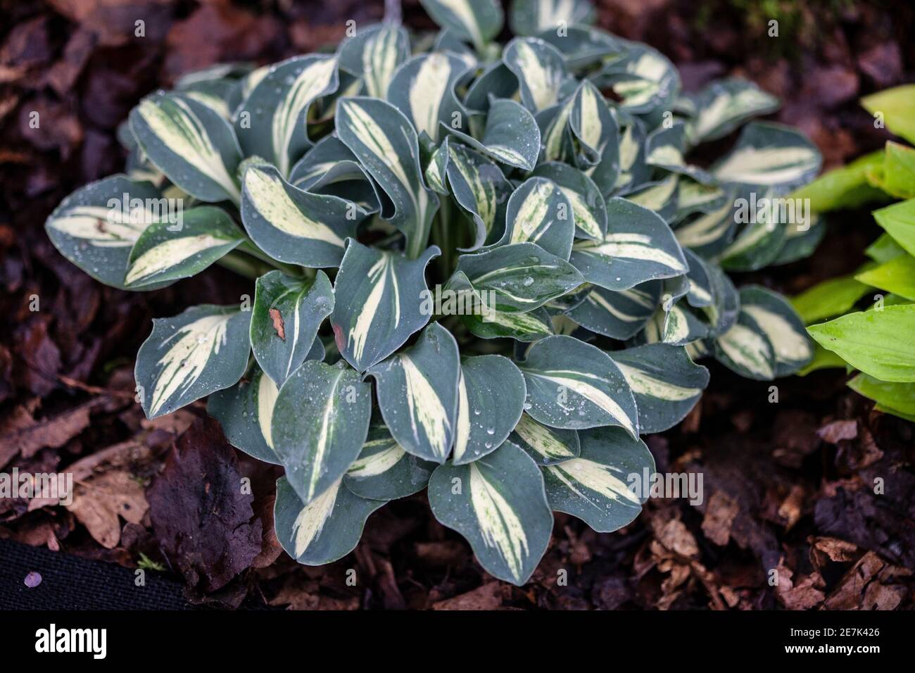Hosta 'Snow Mouse' Stock Photo - Alamy