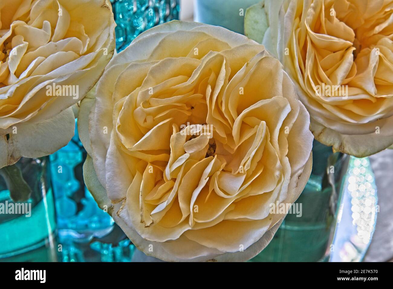 A special rose in a garden in the Netherlands. This photo is make in ...