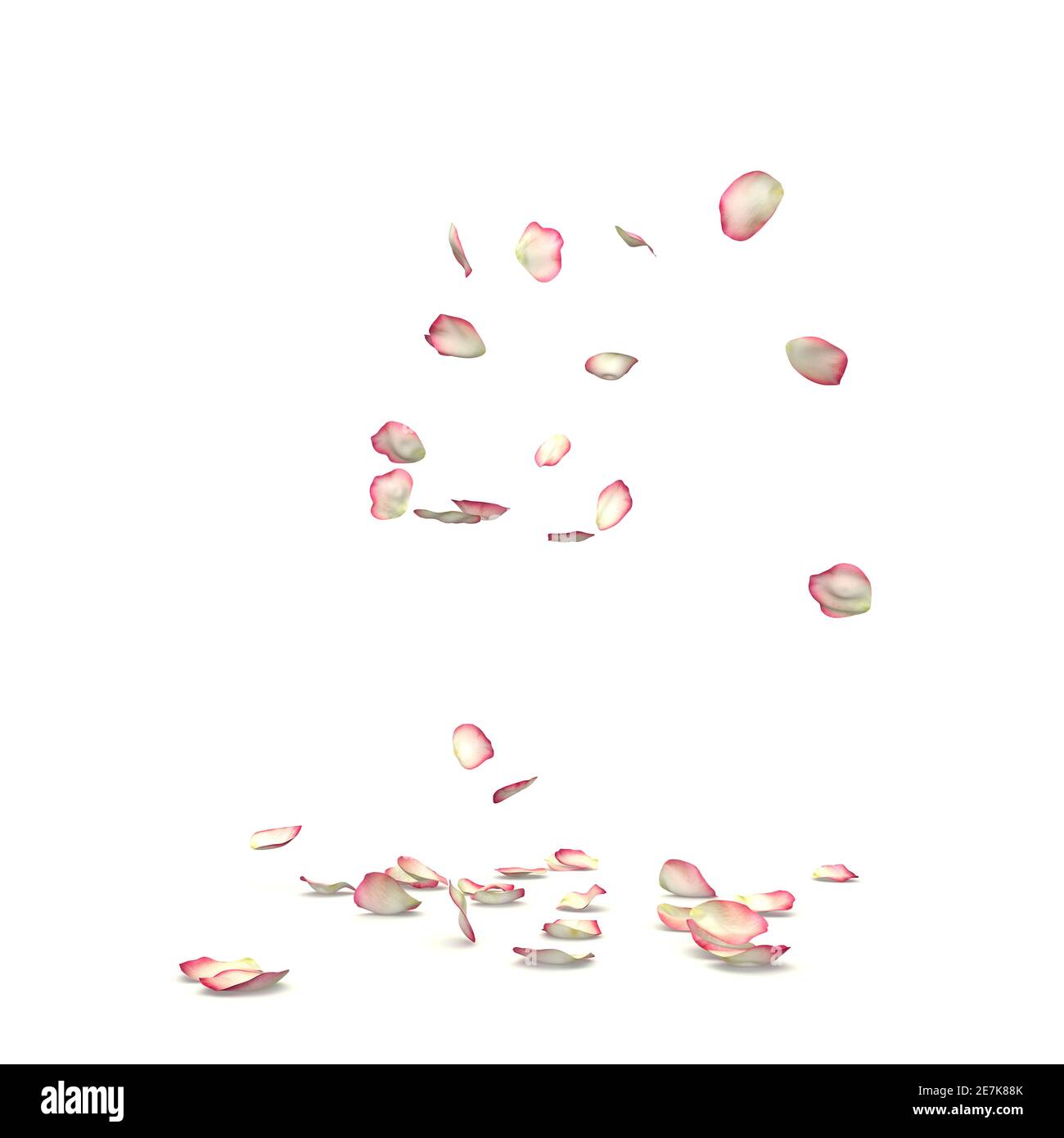 Red and white rose petals fly and fall to the floor. White isolated ...