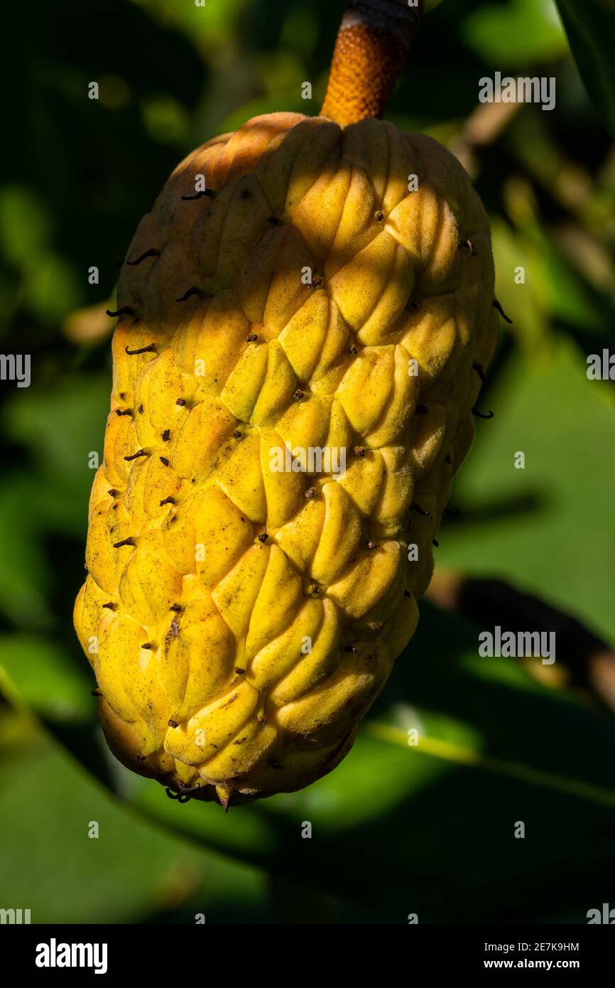 Yellow magnolia hi-res stock photography and images - Alamy