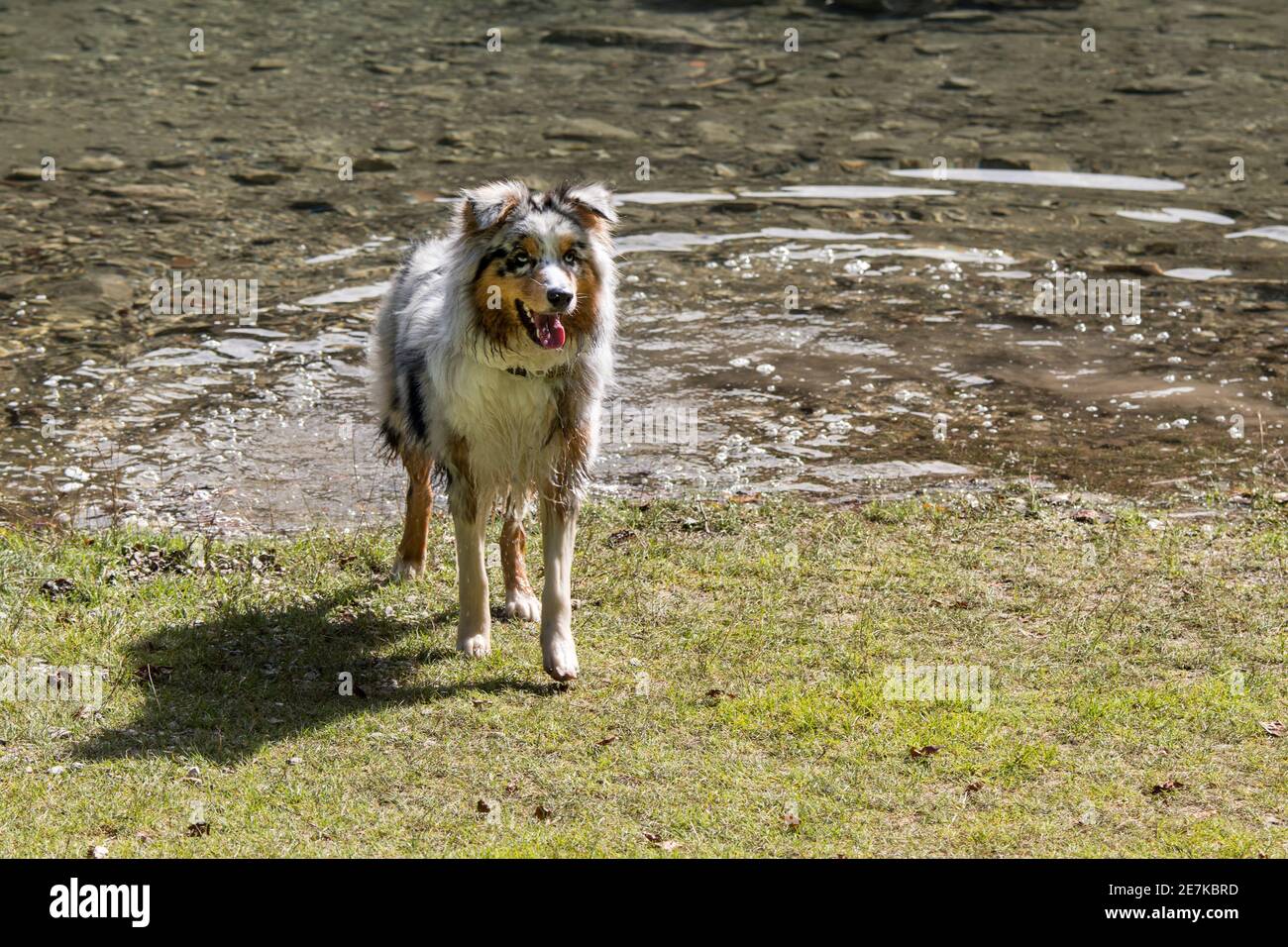 Australian shepherd dog runs on the shore of the Tovel lake in Trentino Alto Adige in Italy ...