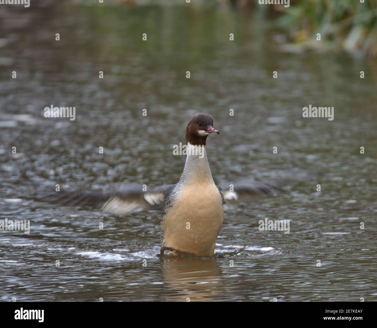 Goosander or also known as the Common merganser Stock Photo - Alamy