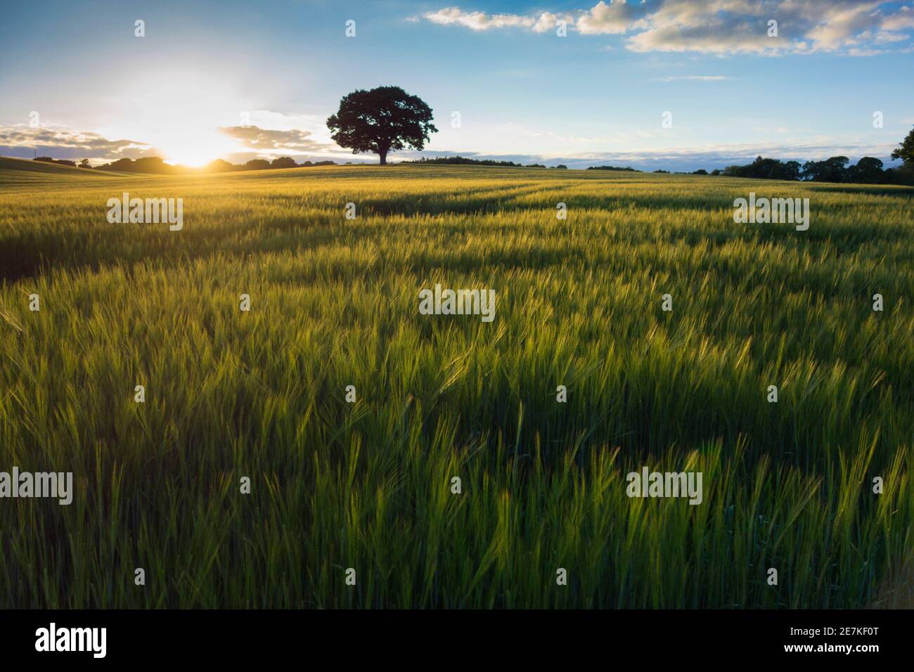 Field of barley at sunset, near Stopham, South Downs National Park ...