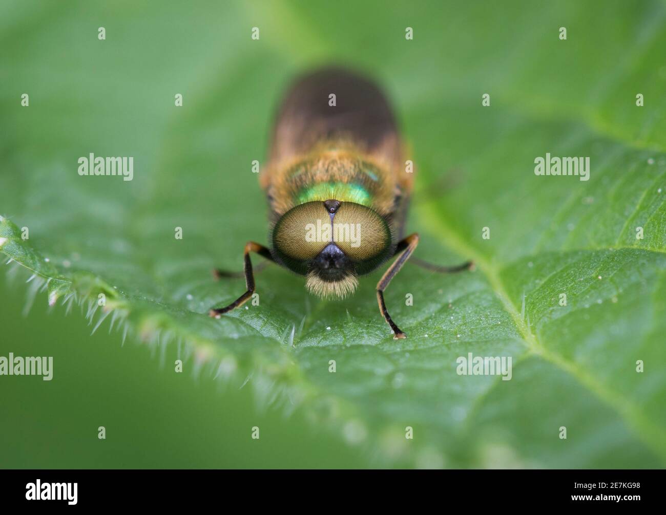 Broad Centurion fly (Chloromyia formosa) West Sussex, UK Stock Photo ...