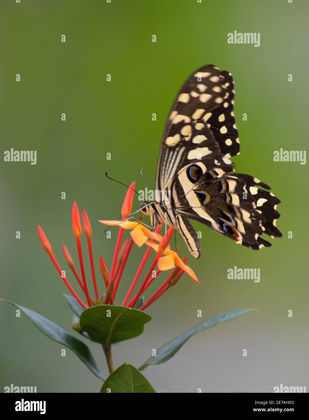 African swallowtail hi-res stock photography and images - Alamy