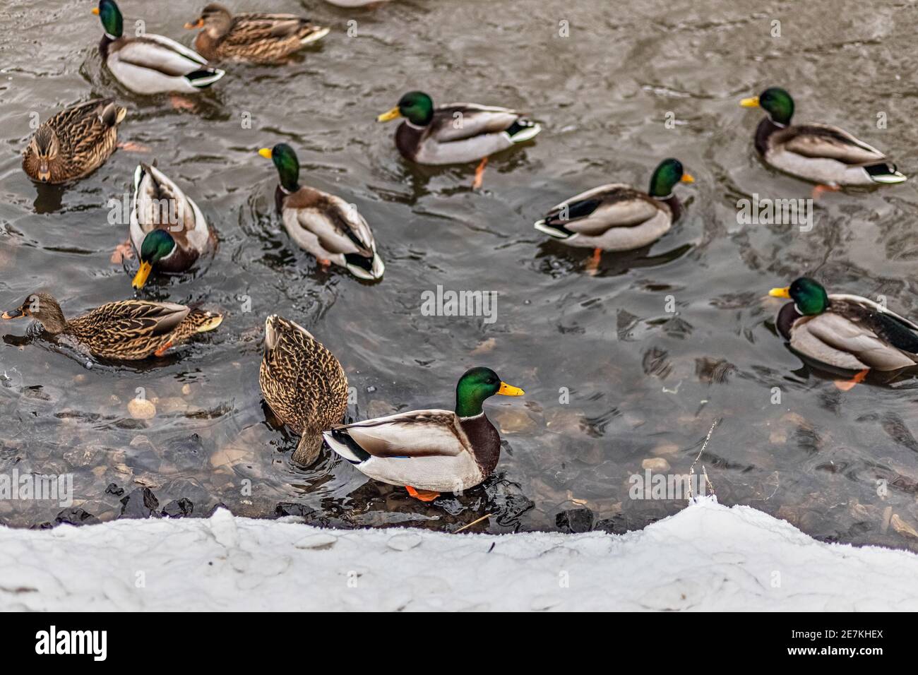 Toilet duck hi-res stock photography and images - Alamy