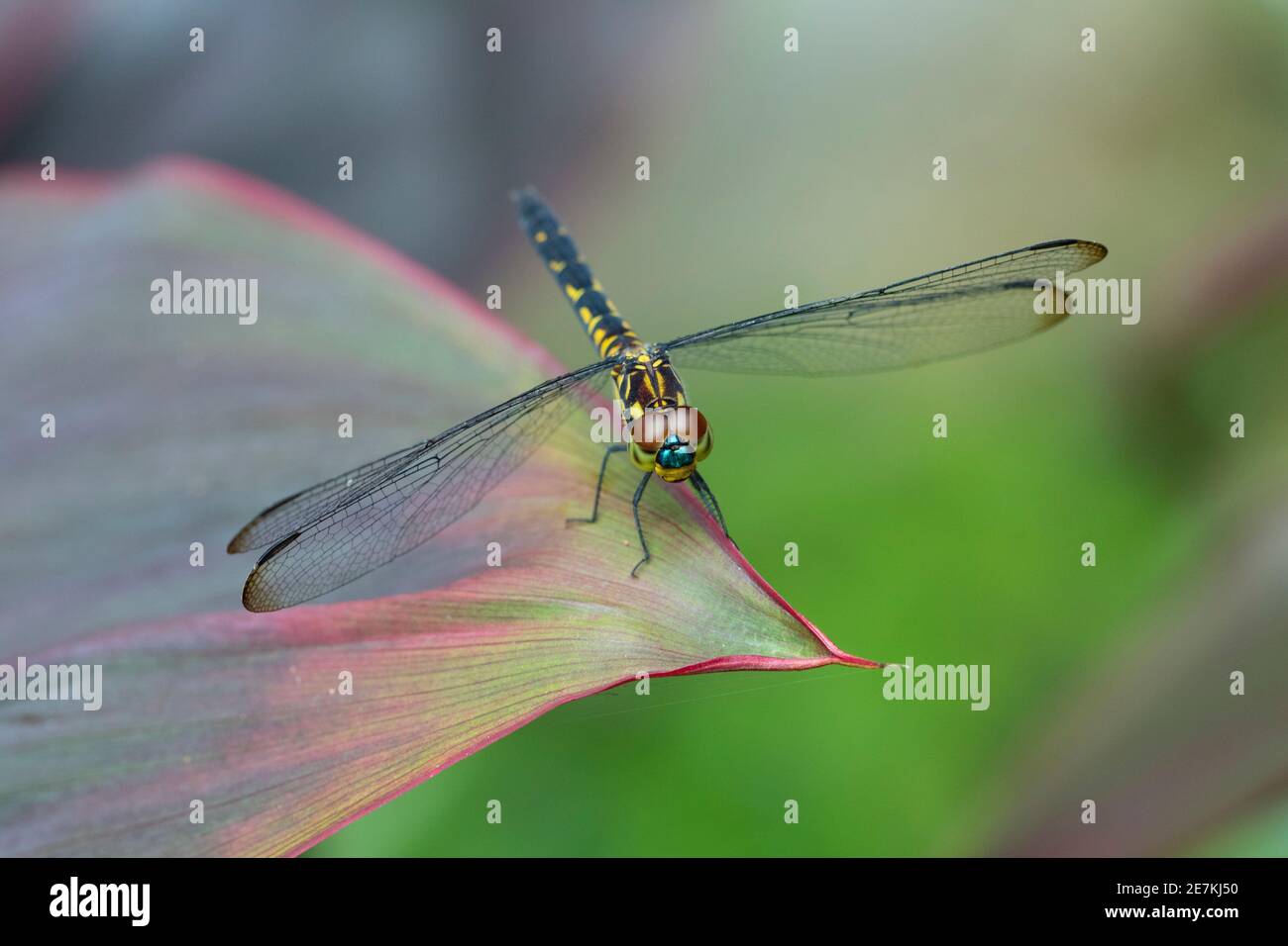 African dragonfly hi-res stock photography and images - Alamy