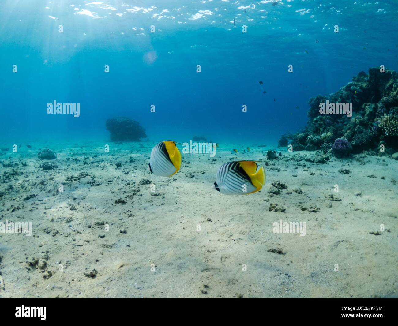 Snorkel florida turtle hi-res stock photography and images - Alamy