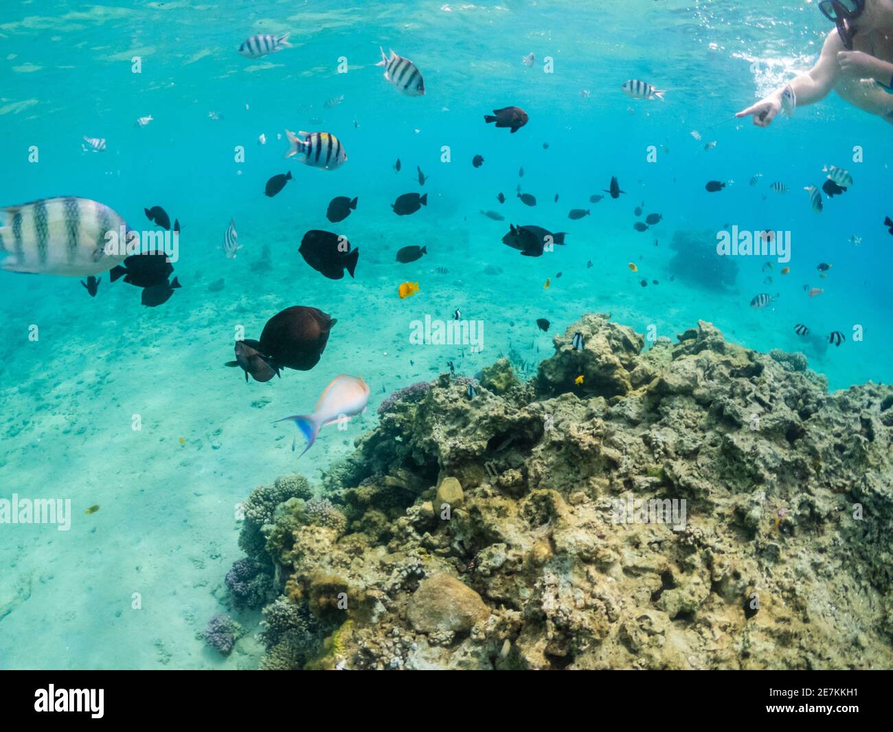 Marine life in the red sea saudi arabia hi-res stock photography and ...