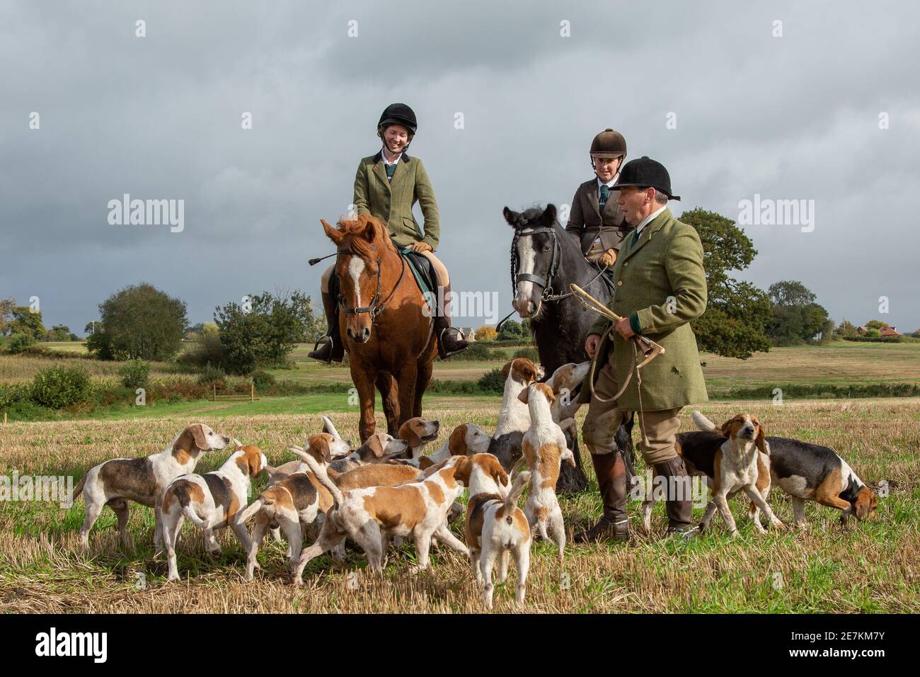 Fox Hunting With Beagles