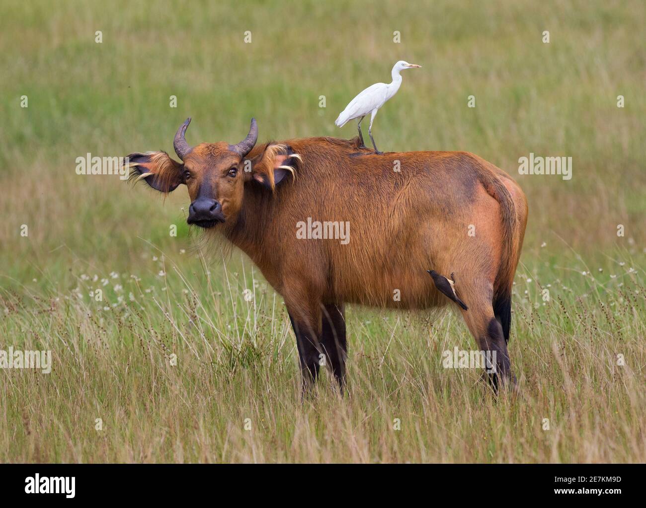 Dwarf ibis hi-res stock photography and images - Alamy