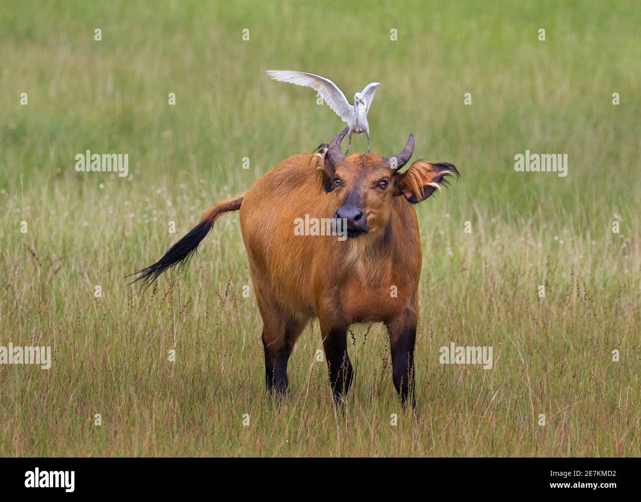 African Forest or Dwarf Buffalo (Syncerus caffer nanus) with Cattle ...