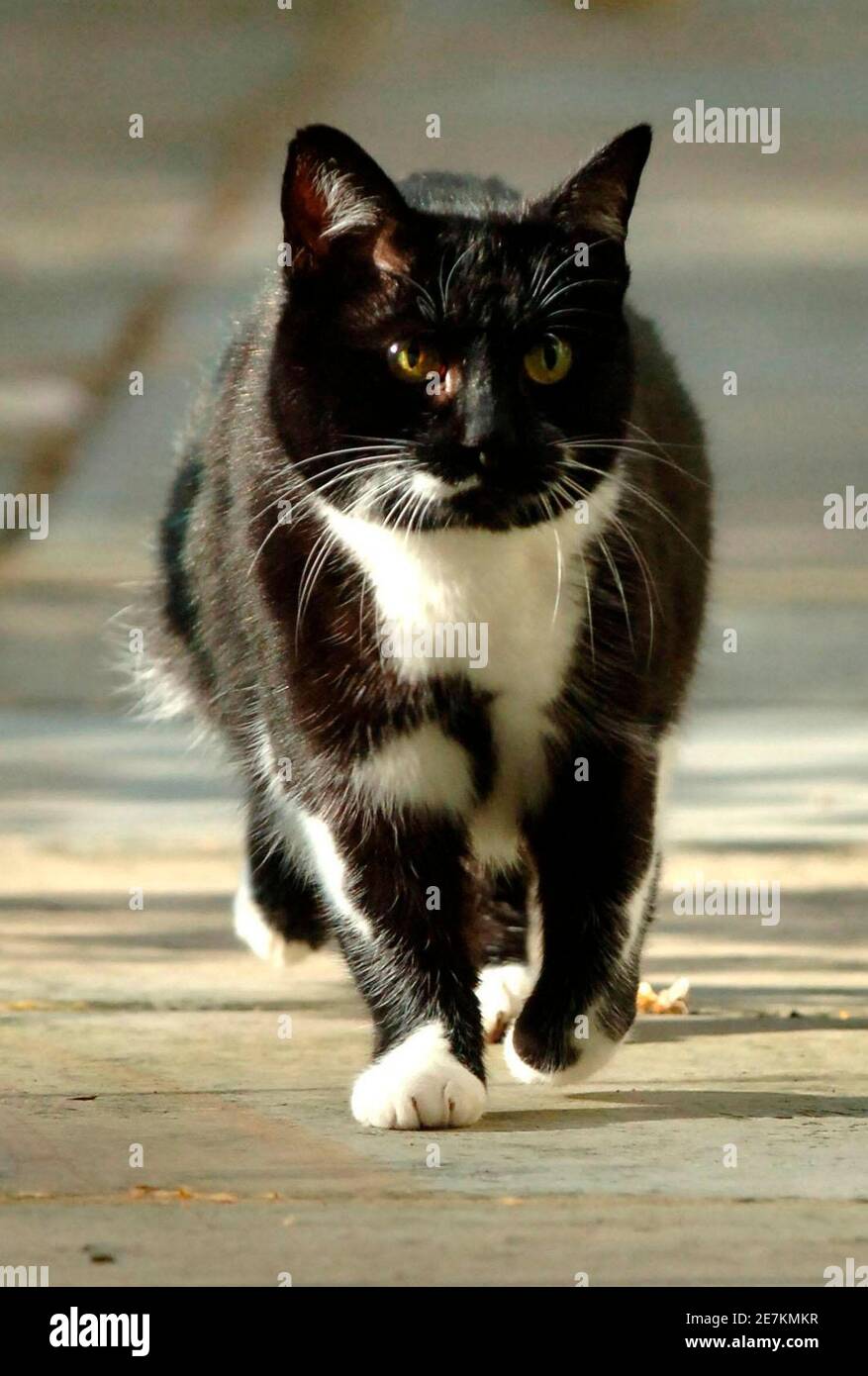 Prime ministers cat hi-res stock photography and images - Alamy