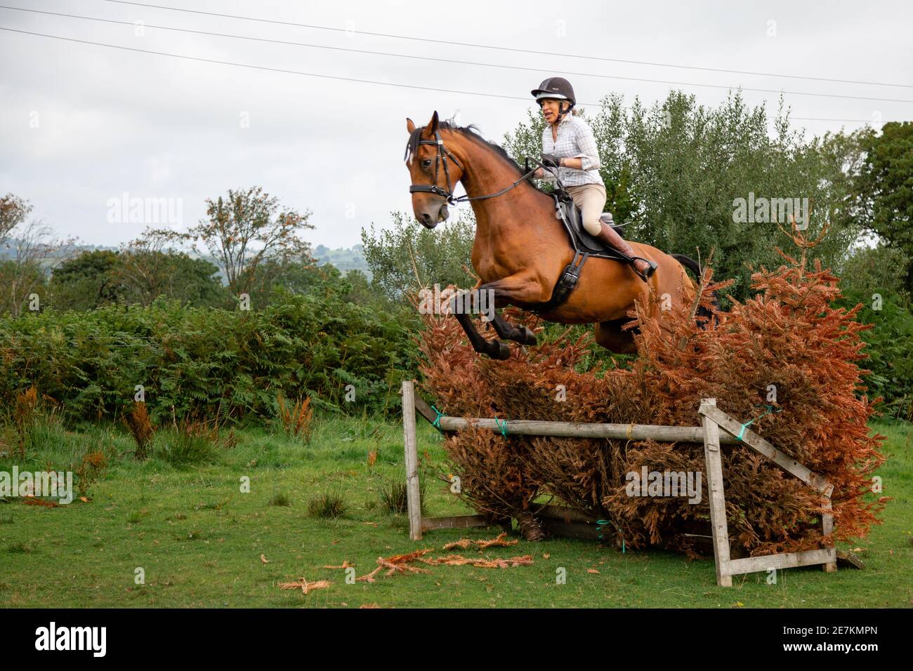 woman on horse going over a jump on a drag hunt with border beagle ...
