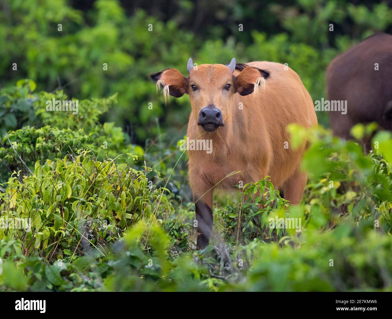 Dwarf forest buffalo hi-res stock photography and images - Alamy