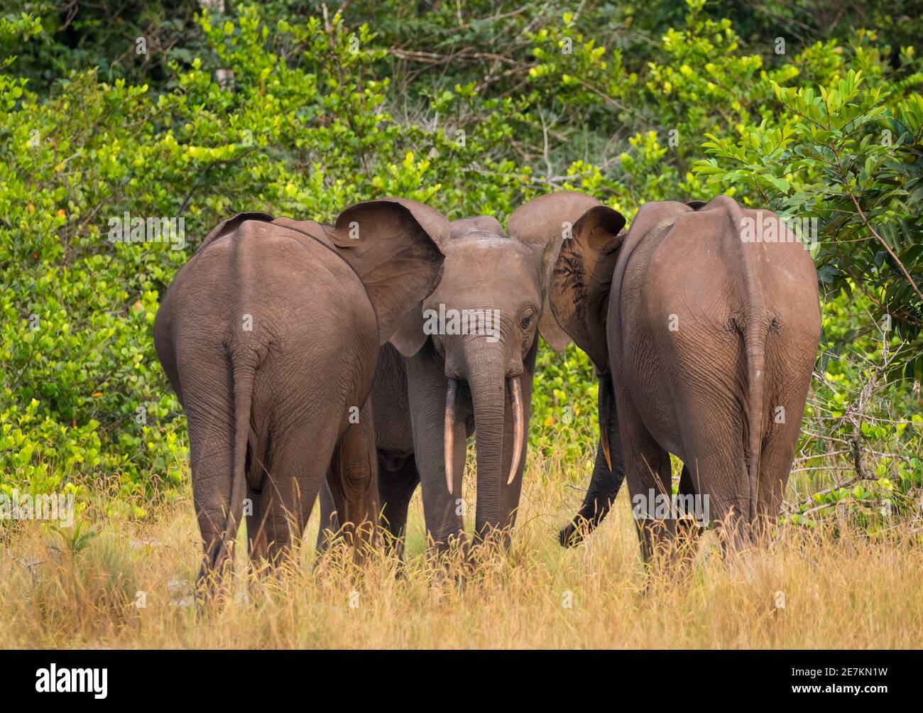 African forest elephant hi-res stock photography and images - Alamy