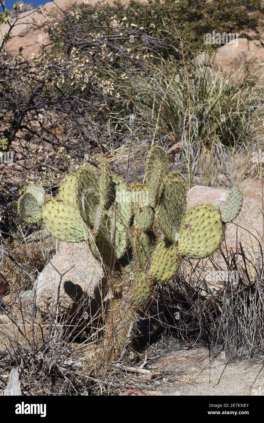 Closeup shot of prickly pear cactus in a desert landscape of Arizona ...