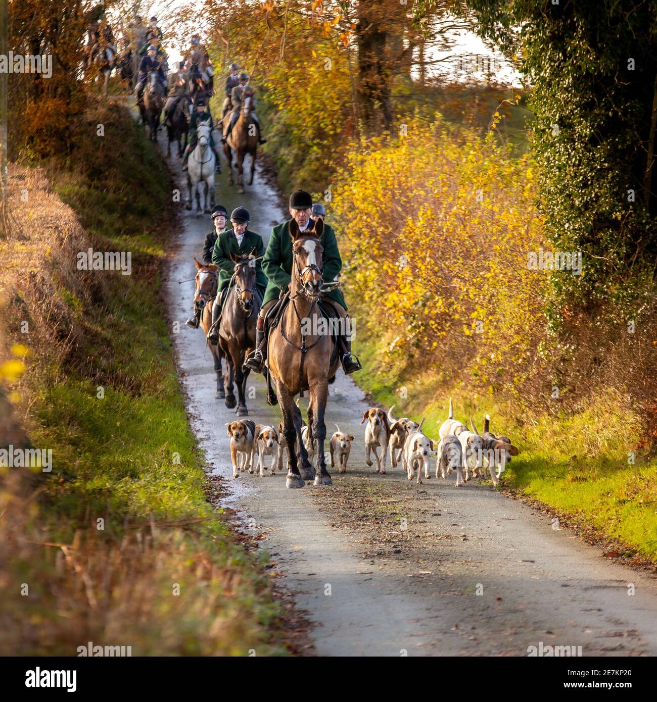 The border beagle hound club riding down the road with their pack ob ...