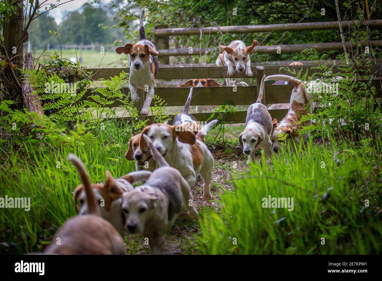 border beagle hound club hounds jumpng ver a fence Stock Photo - Alamy