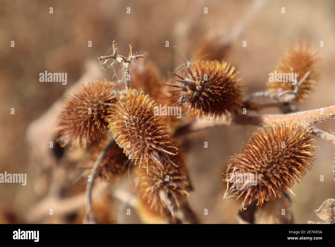 Burs stickers on a dried brown plant in the high desert town of ...