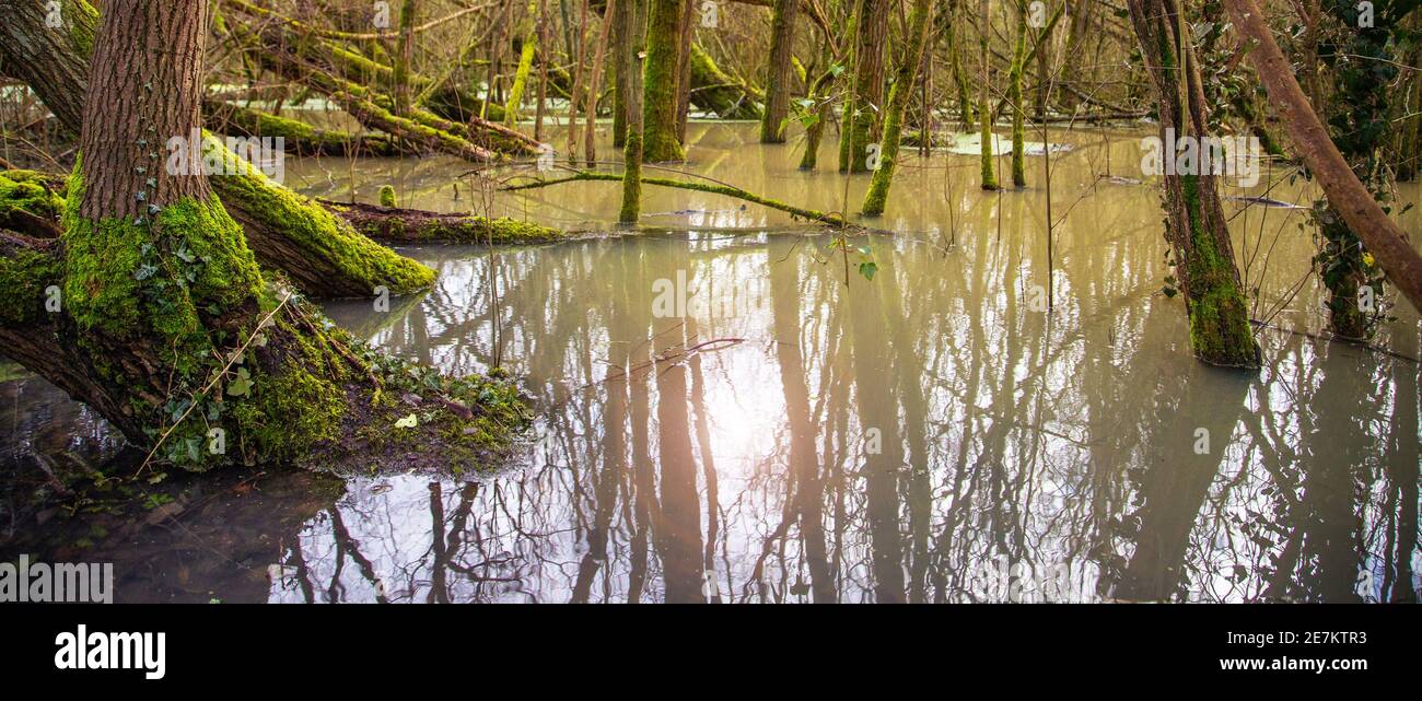 bog forest, water flooded trees, fallen old trees with green moss ...