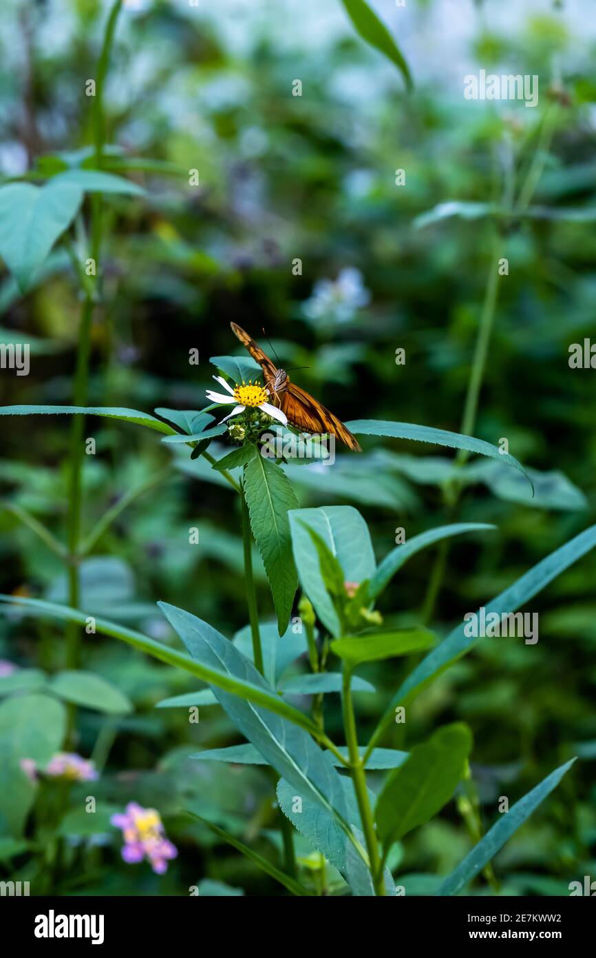 Baronet butterfly hi-res stock photography and images - Alamy