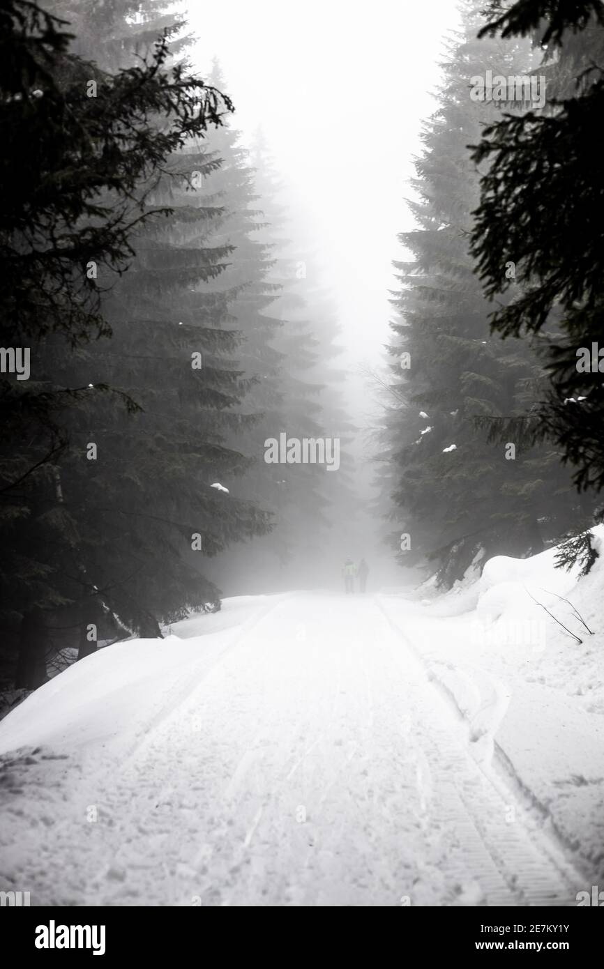 mysterious forest at snowy weather with fog Stock Photo - Alamy