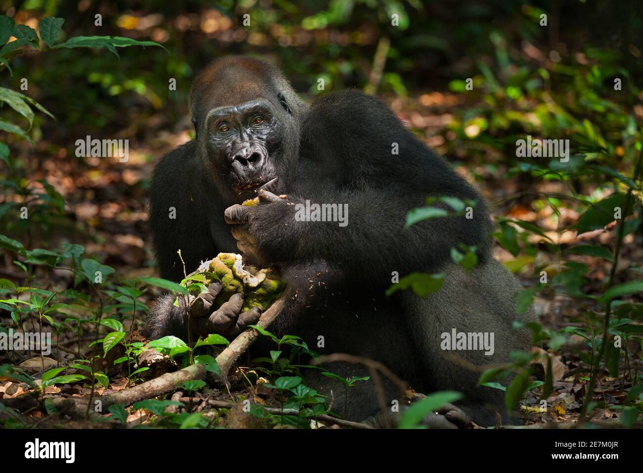 Silverback gorillas hi-res stock photography and images - Alamy