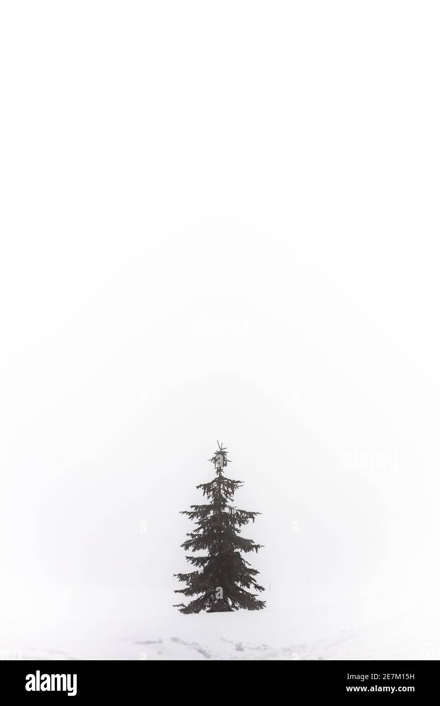 Horizontal landscape photo of an isolated lonely tree in the fog on ...