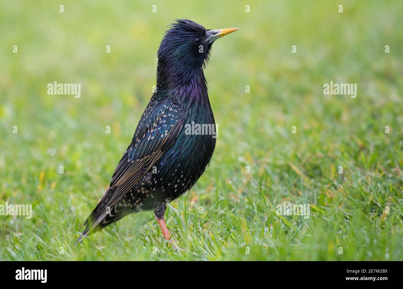 Starling uk hi-res stock photography and images - Alamy