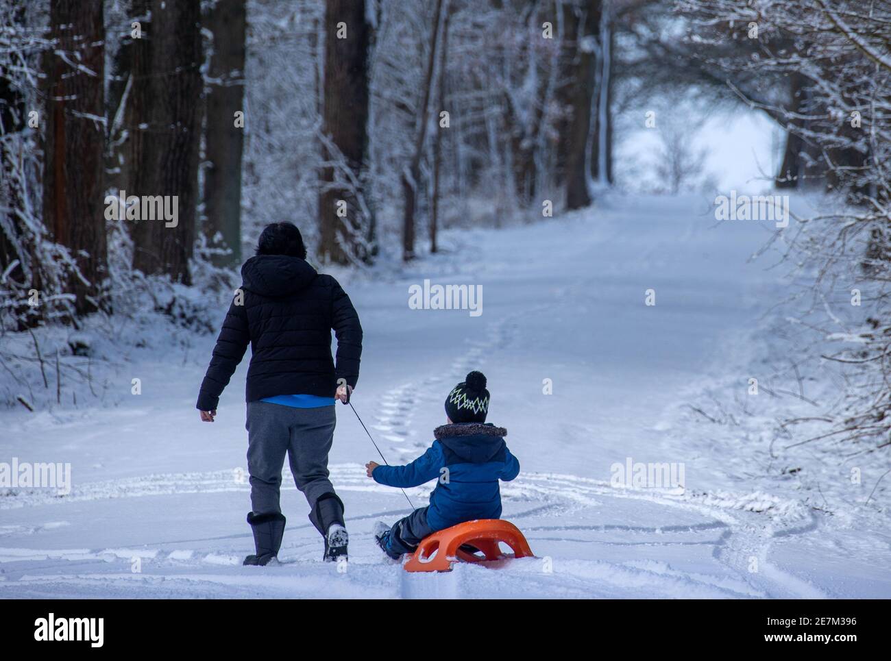 Pokrent, Germany. 30th Jan, 2021. A woman pulls a sled over a snowy ...