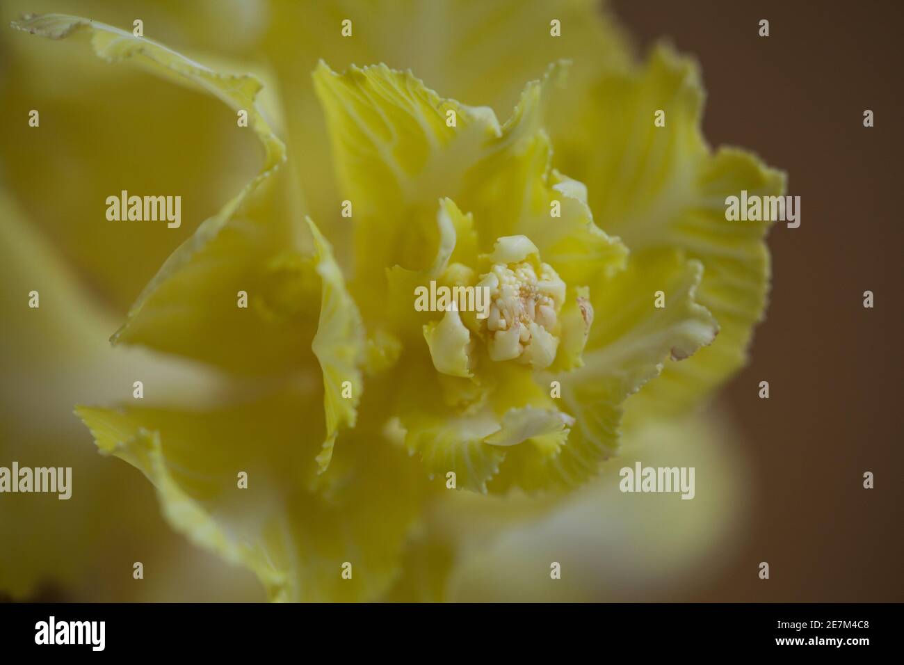Sprouted rotten white cabbage. Old rotten cabbage loaf with young ...