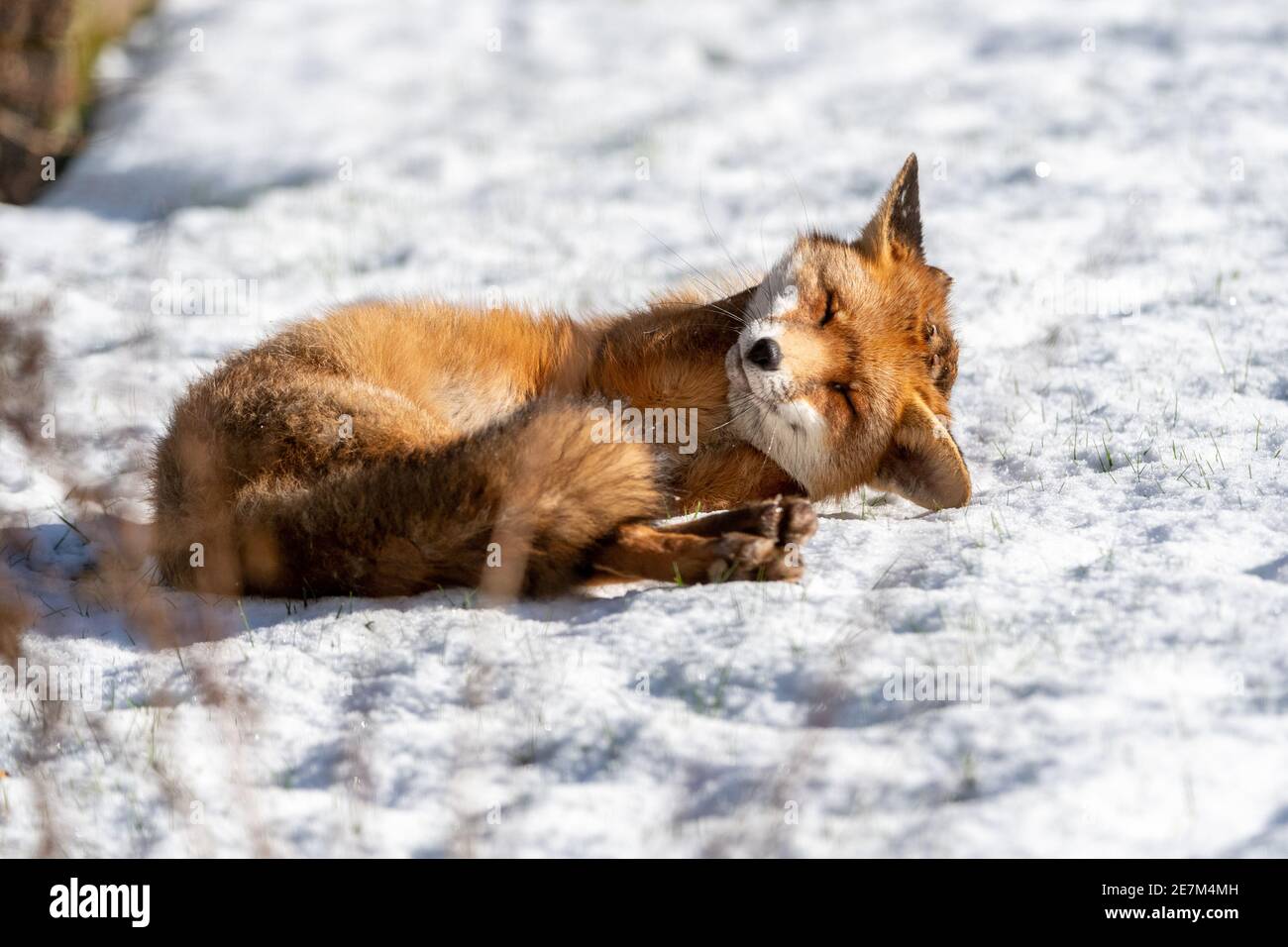 Red fox sleeping in snow hi-res stock photography and images - Alamy