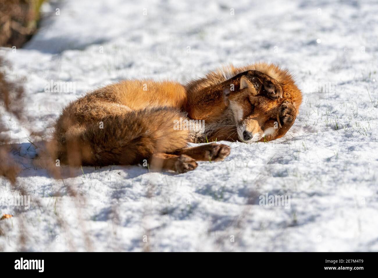 Red fox sleeping in snow hi-res stock photography and images - Alamy