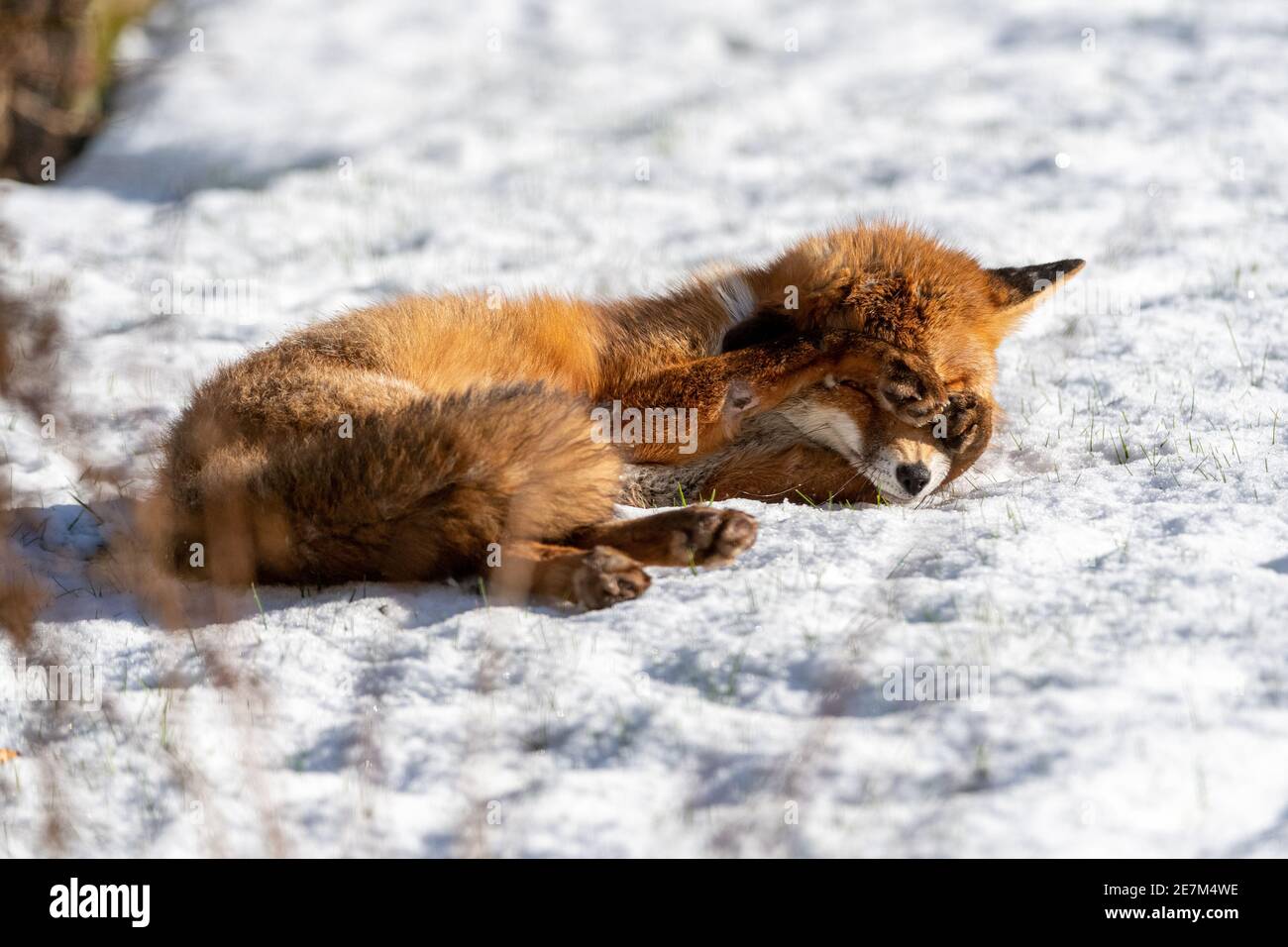 Red fox sleeping in snow hi-res stock photography and images - Alamy