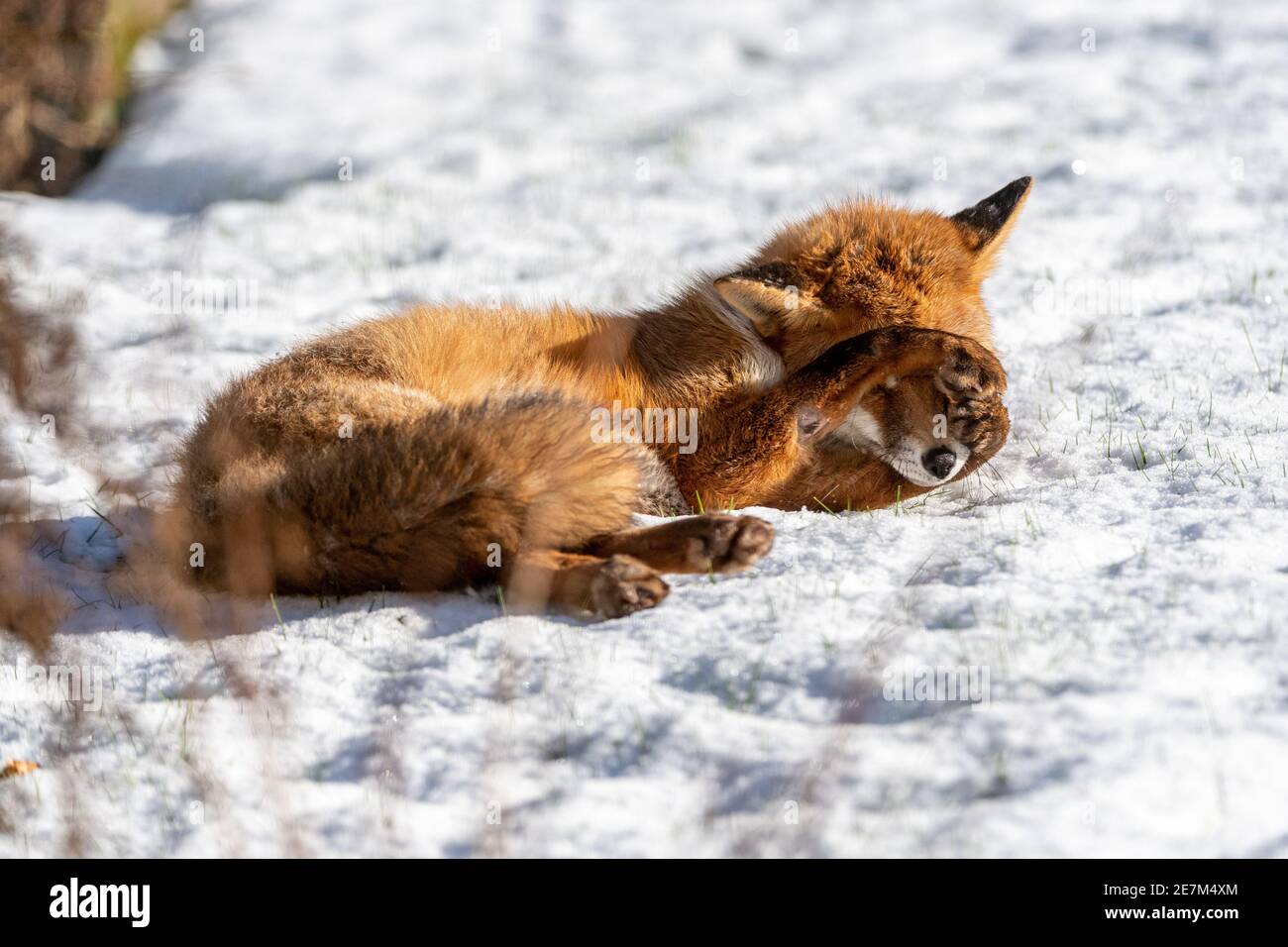 Red fox sleeping in snow hi-res stock photography and images - Alamy