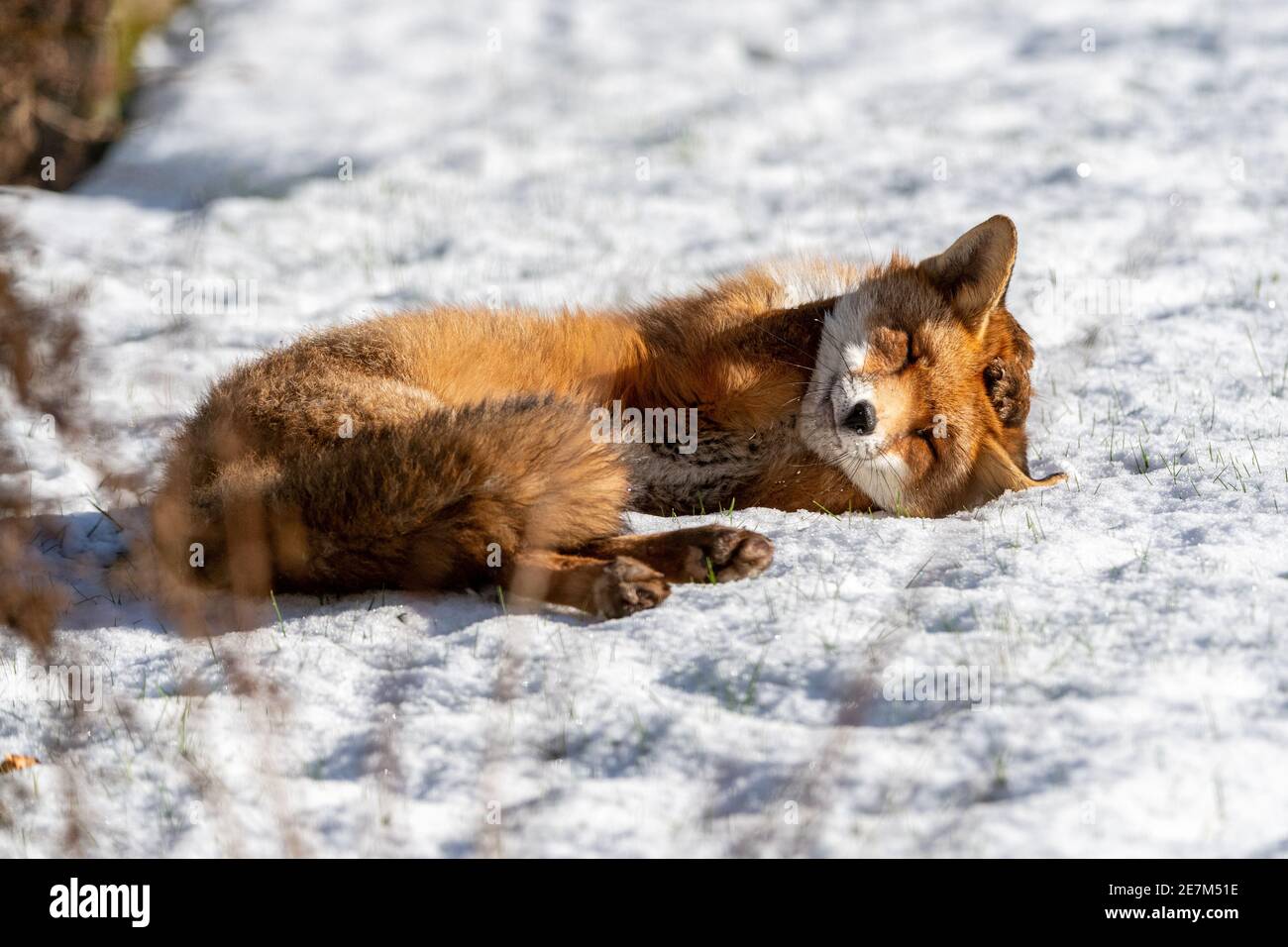 Snoozing red fox hi-res stock photography and images - Alamy
