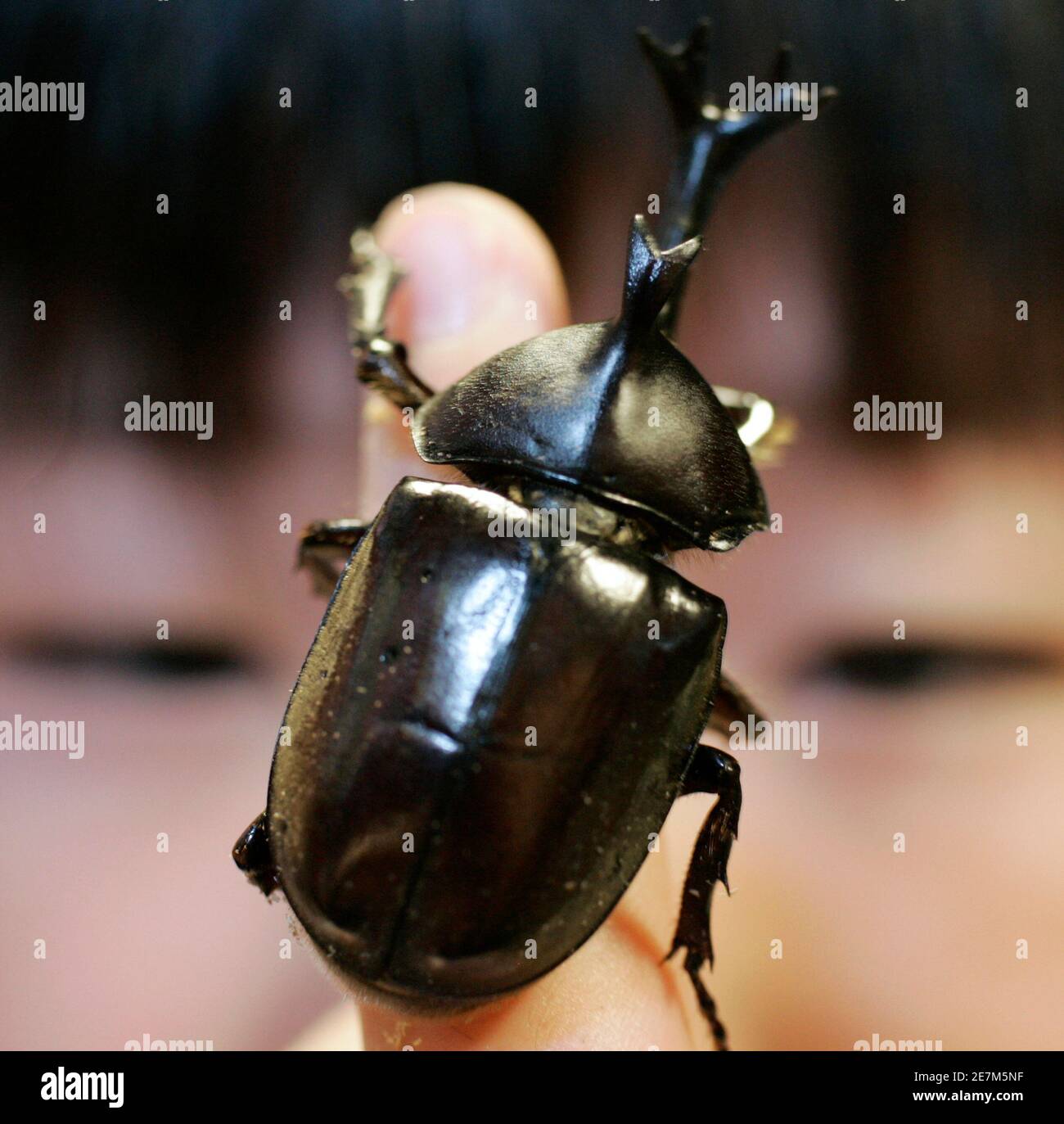 Insects In Japan High Resolution Stock Photography and Images - Alamy