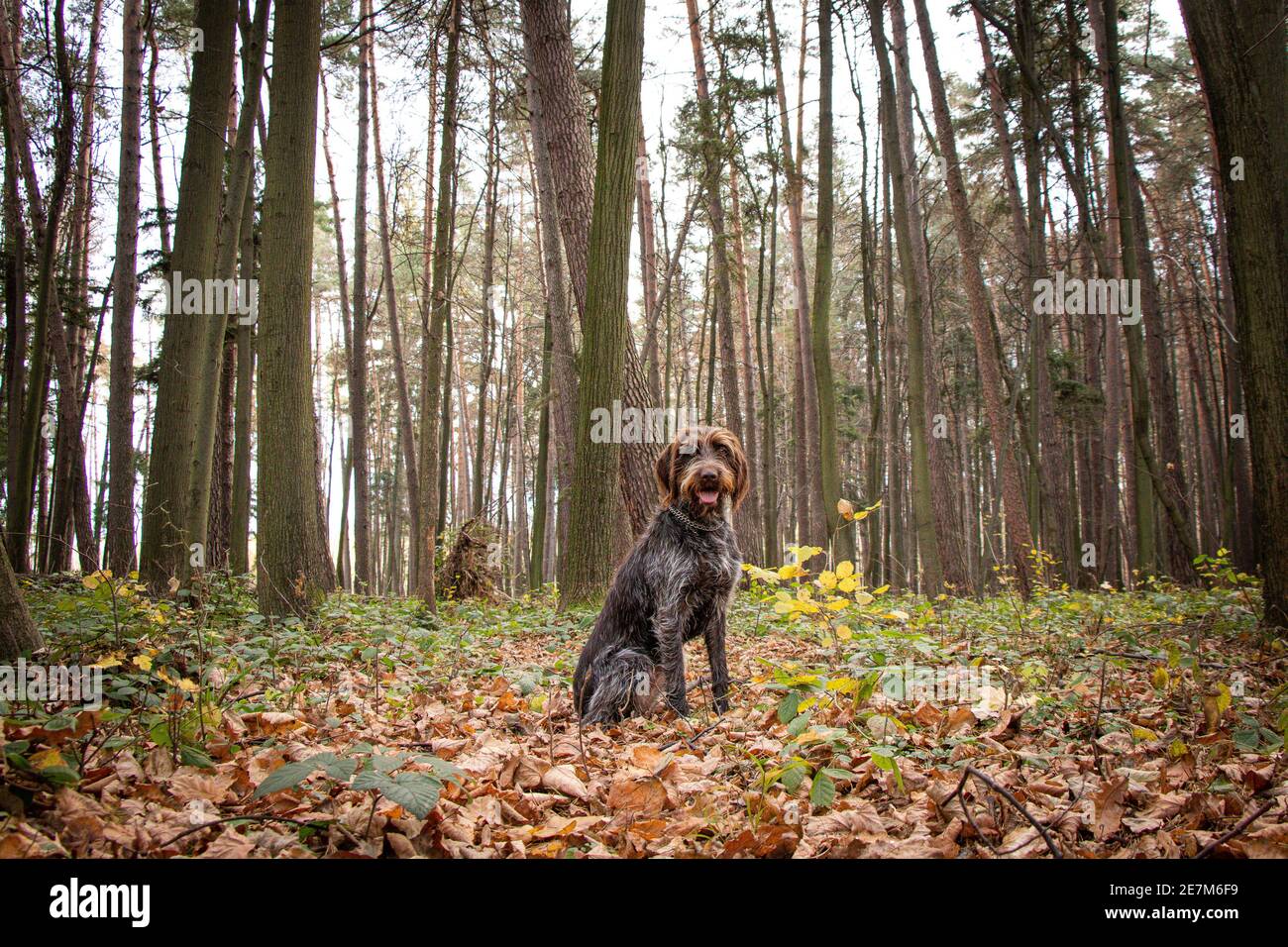 Binary portrait of the Czech hunting dog Barbu tcheque in the middle of ...
