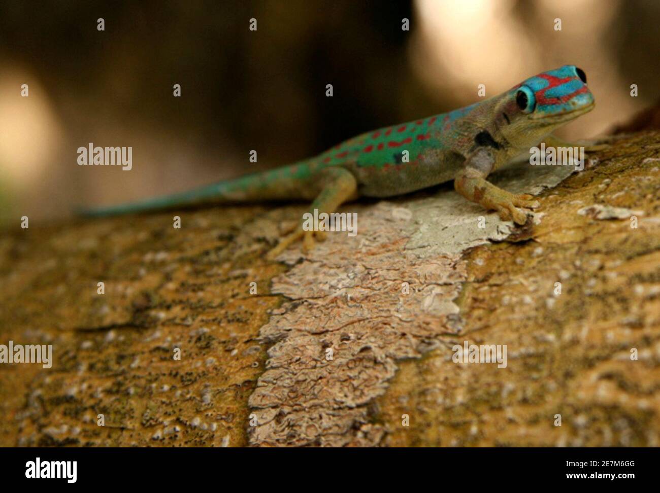 Mauritius geckos hi-res stock photography and images - Alamy