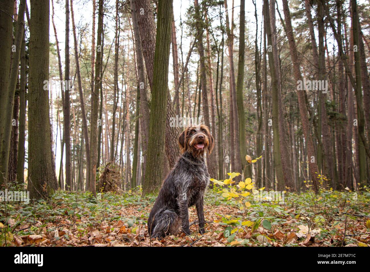 Exemplary female Cesky fousek, Bohemian Wire-haired Pointing Griffon ...