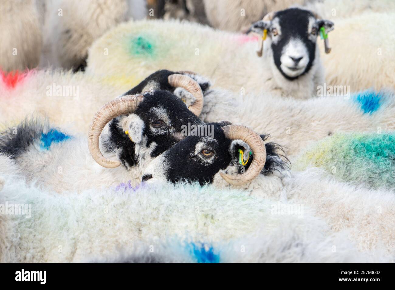A flock of Swaledale ewes with colourful wool markings Stock Photo - Alamy