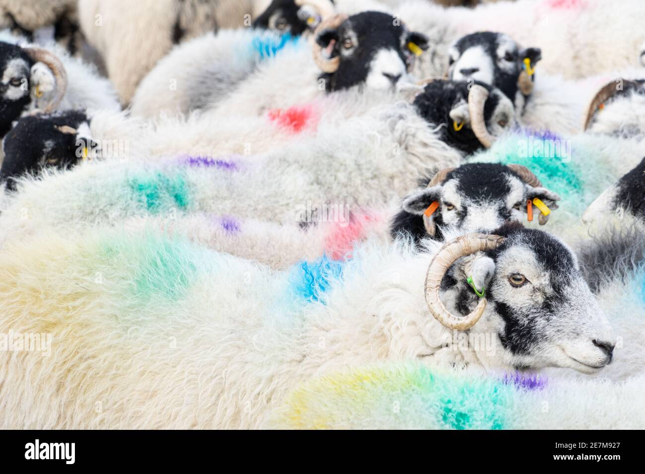 A flock of Swaledale ewes with colourful wool markings Stock Photo - Alamy
