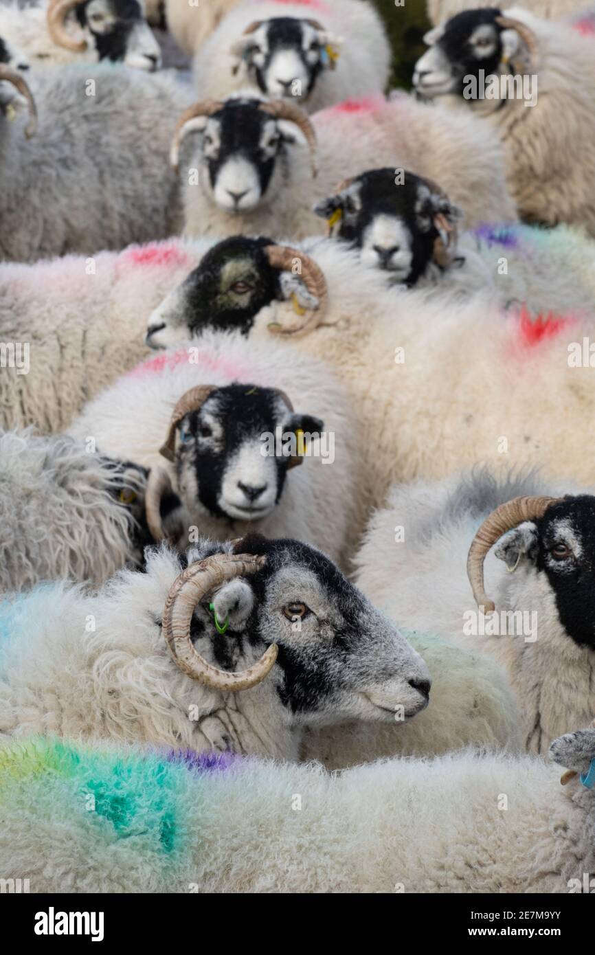 Swaledal ewes hi-res stock photography and images - Alamy