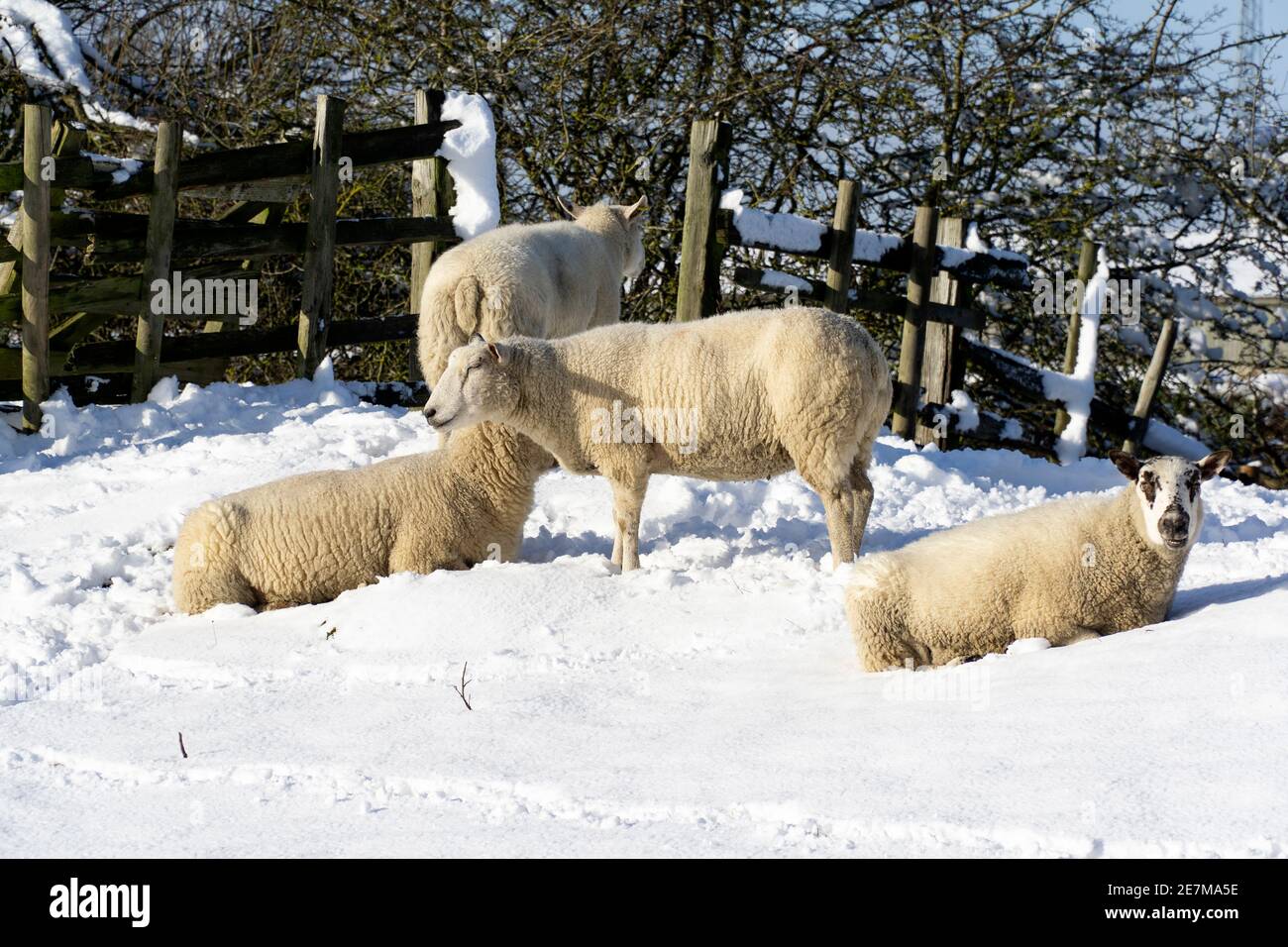 Small flock of sheep resting in a snowy field Stock Photo - Alamy